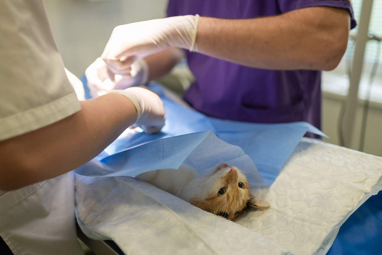 Post-Surgery Care 101: Supporting Your Pet's Recovery | Spay Neuter ...