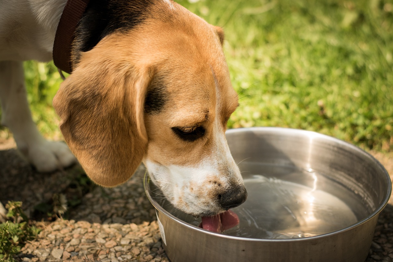 Is Your Pet Hydrated? Recognizing The Signs | Spay Neuter Veterinary ...
